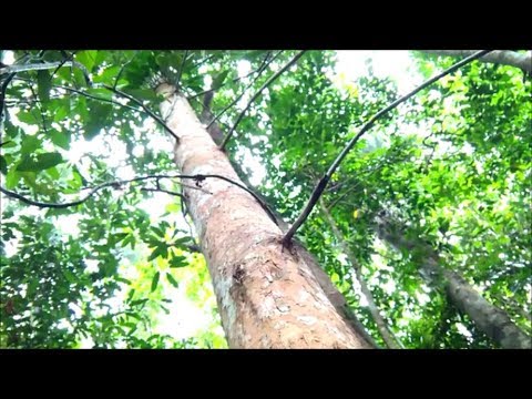 Pokok Perah (_Elateriospermum Tapos_)  _ 23 Sept 2017