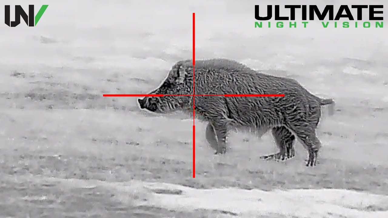 Hunting Big Boars with High Definition Thermal 1280x1024 - YouTube