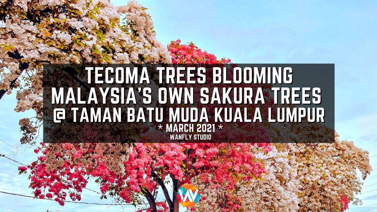 TECOMA TREES BLOOMING - MALAYSIA'S OWN SAKURA TREES @ TAMAN BATU MUDA ...