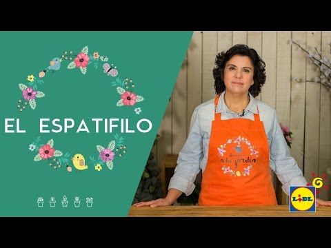 Cuidado Del Espatifilo 🎋🌿 | El Jardín De Lidl | Lidl España