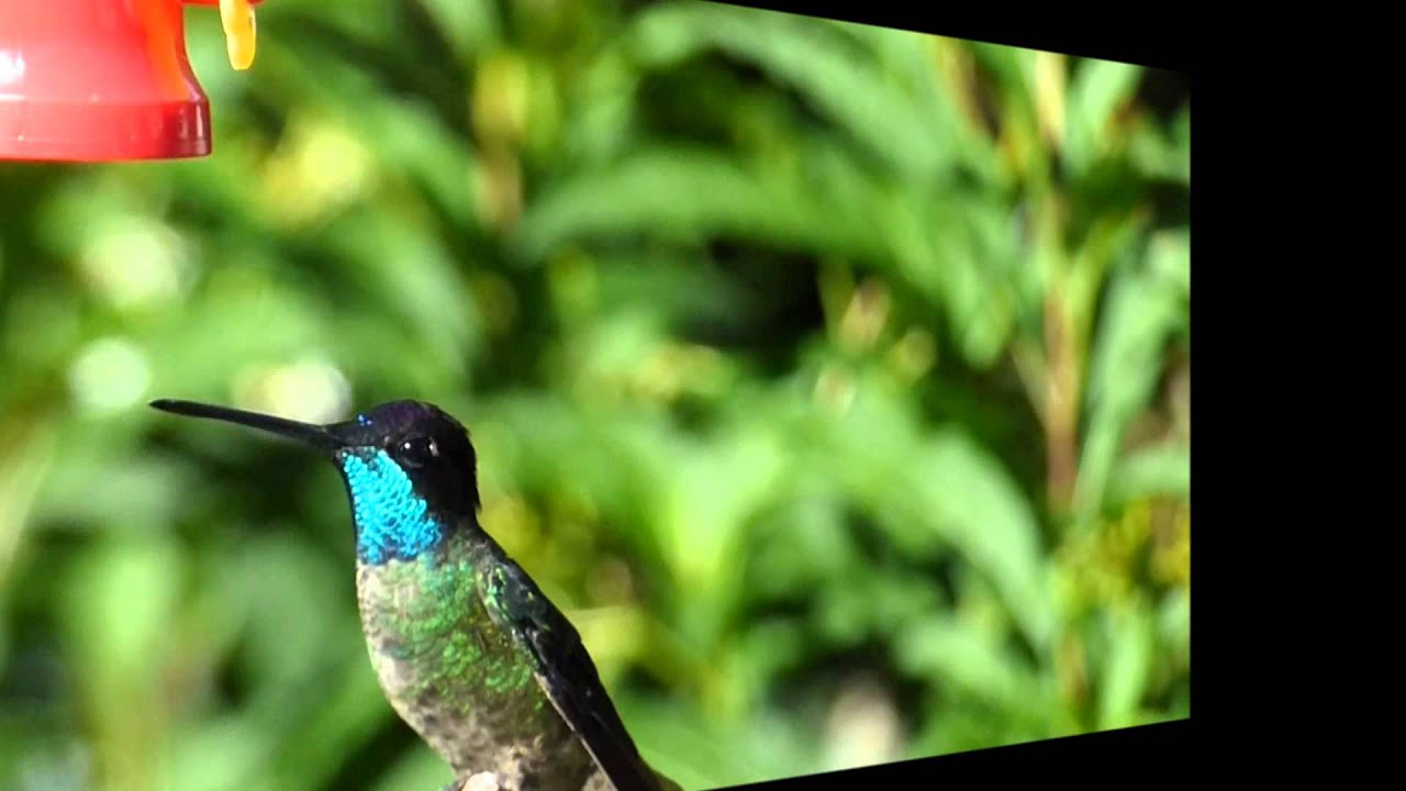 Colibrí magnífico (Eugenes fulgens) en Savegre - YouTube