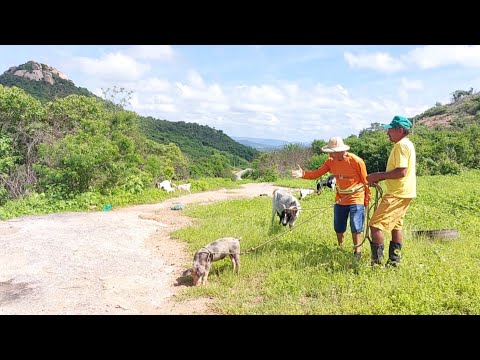 Bastidores !! YOU TUBE Seu Mané trocou uma cabra num porco 🐖 🐖  mais cabaré  !!