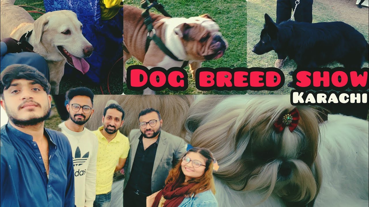 DOG Breeds Show | DHA Phase V | Zamzama park, Karachi - YouTube