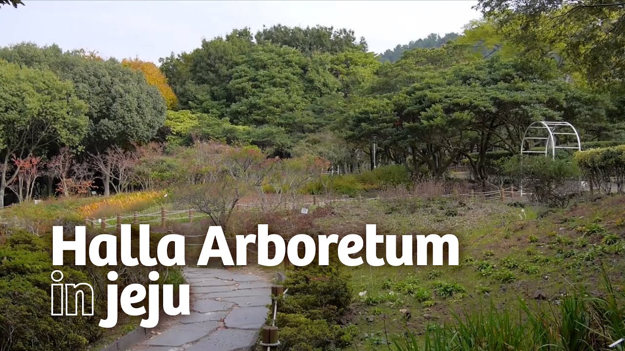 Halla Arboretum in Jeju - YouTube