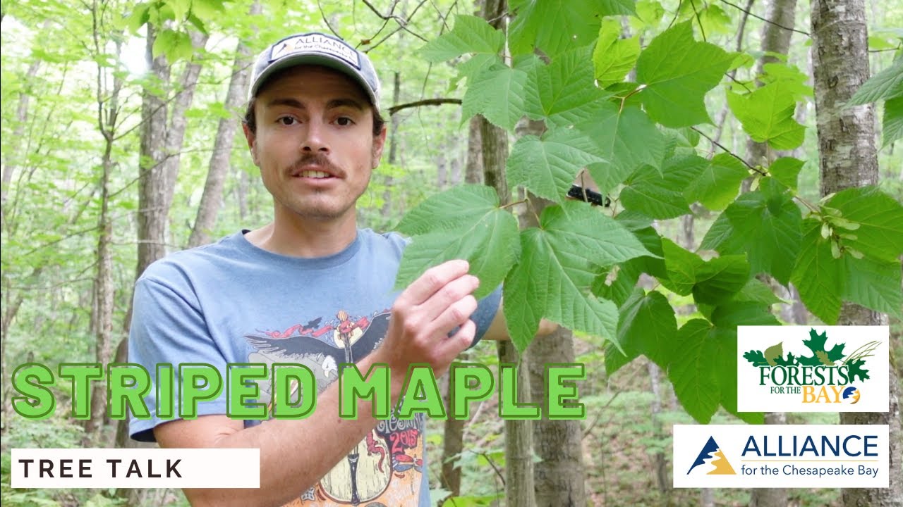 Striped Maple Leaf