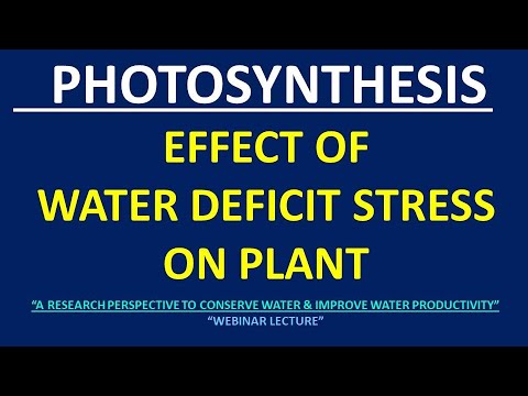 Effect of water deficit irrigation/ Water Stress effect on plants - YouTube