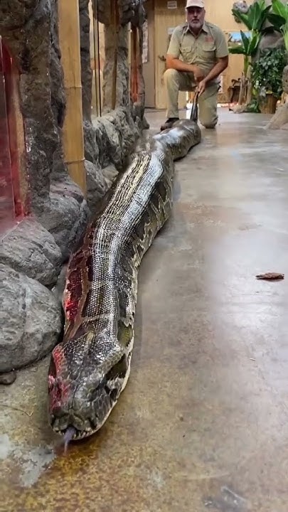One giant Burmese Python the biggest we ever had look at this girls she ...