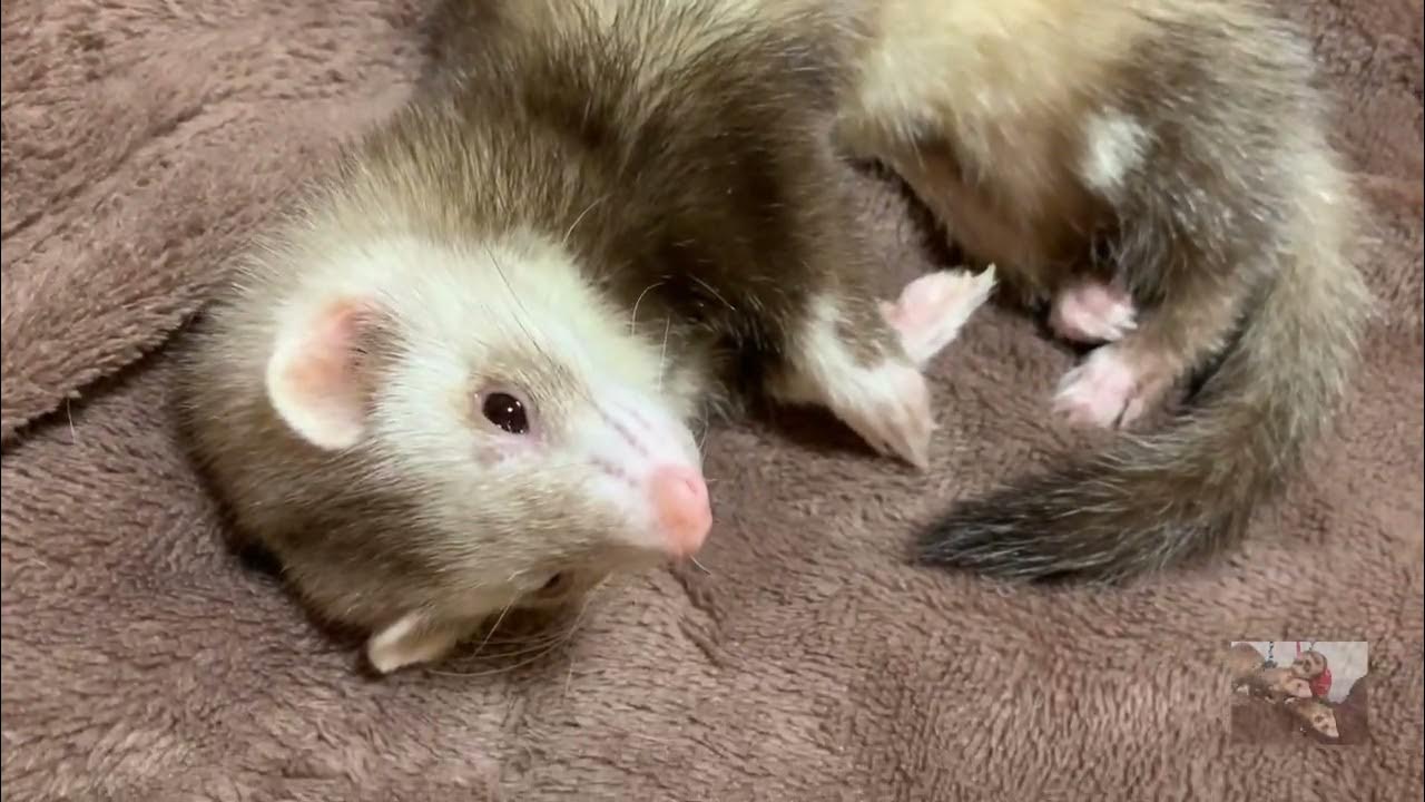 vol.943 Everyone's bedtime.Ferret & Cats ver. - YouTube