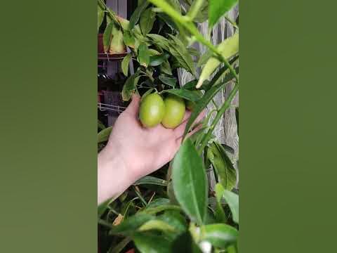 Цитрус Лаймкват🍋 - YouTube