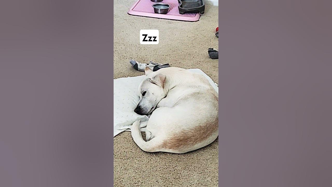 Zzz #puppy #corgi #cutepet #corgimix #jindopuppy #cute #doglove #pet # ...