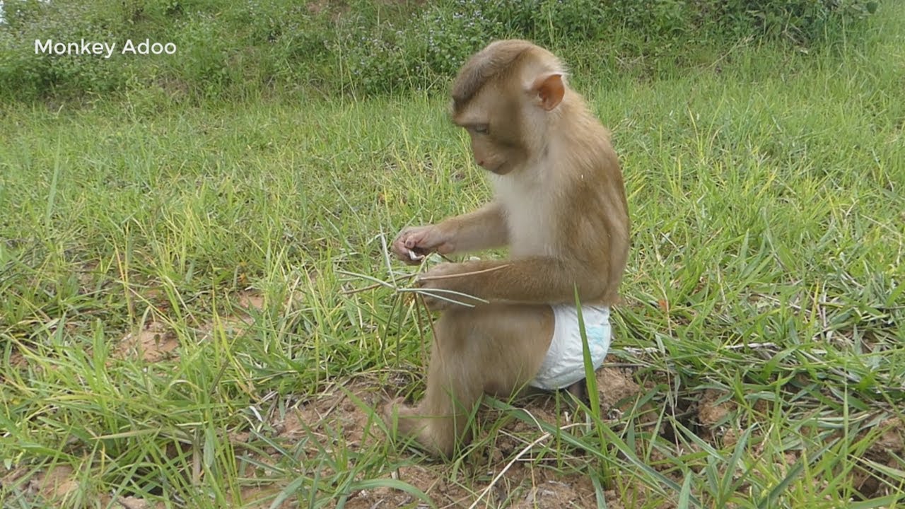 Little Adoo Sitting Alone & So Cute Little Monkey @ - YouTube
