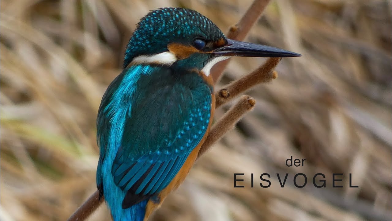 Vogelbeobachtung: Dem Eisvogel ganz nah - Spektakuläre Aufnahmen vom Eisvogel - YouTube