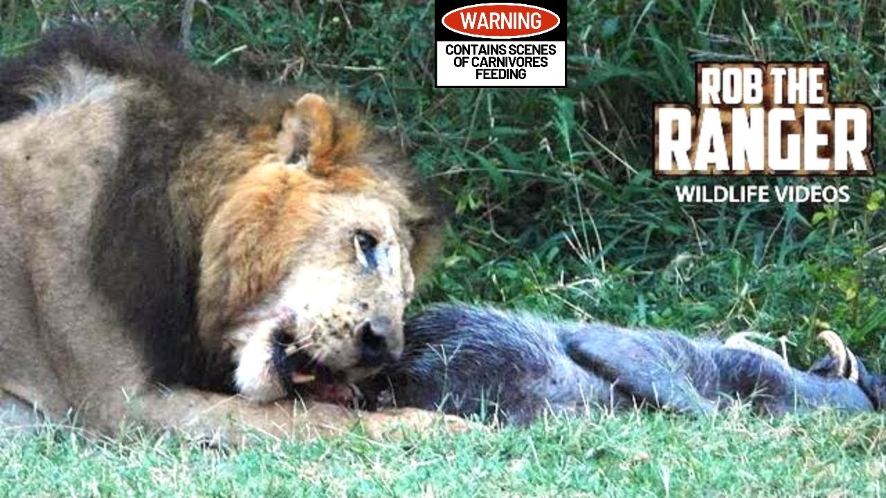 Old Lion Chews a Warthog | Maasai Mara Safari | Zebra Plains - YouTube