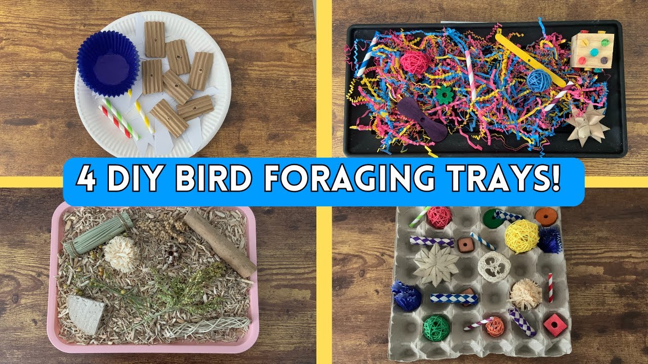 4 DIY BIRD FORAGING TRAYS | BirdNerdSophie AD - YouTube