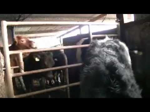 creep gate at feeding time - YouTube