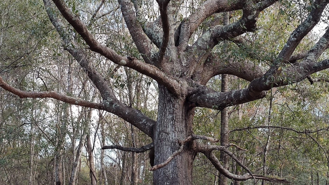 Lesson from a Pine ,Exploring with the Longbow - YouTube