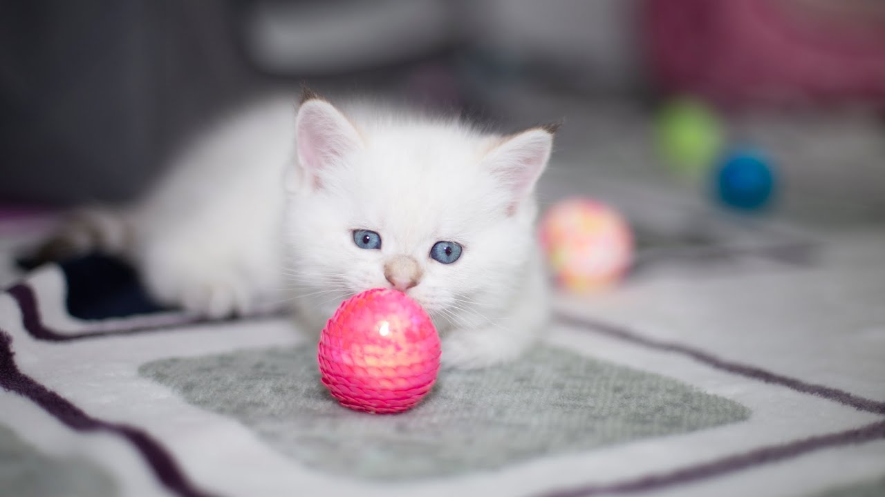 Blue Sapphire Cats Konstantin - YouTube