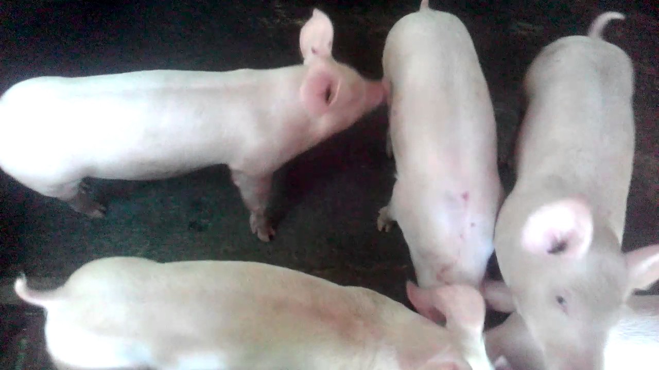 Piglets Update Ultrapak Pre Starter - YouTube