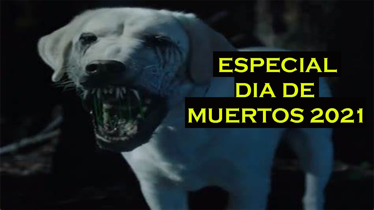 El perro endemoniado I El terror - YouTube
