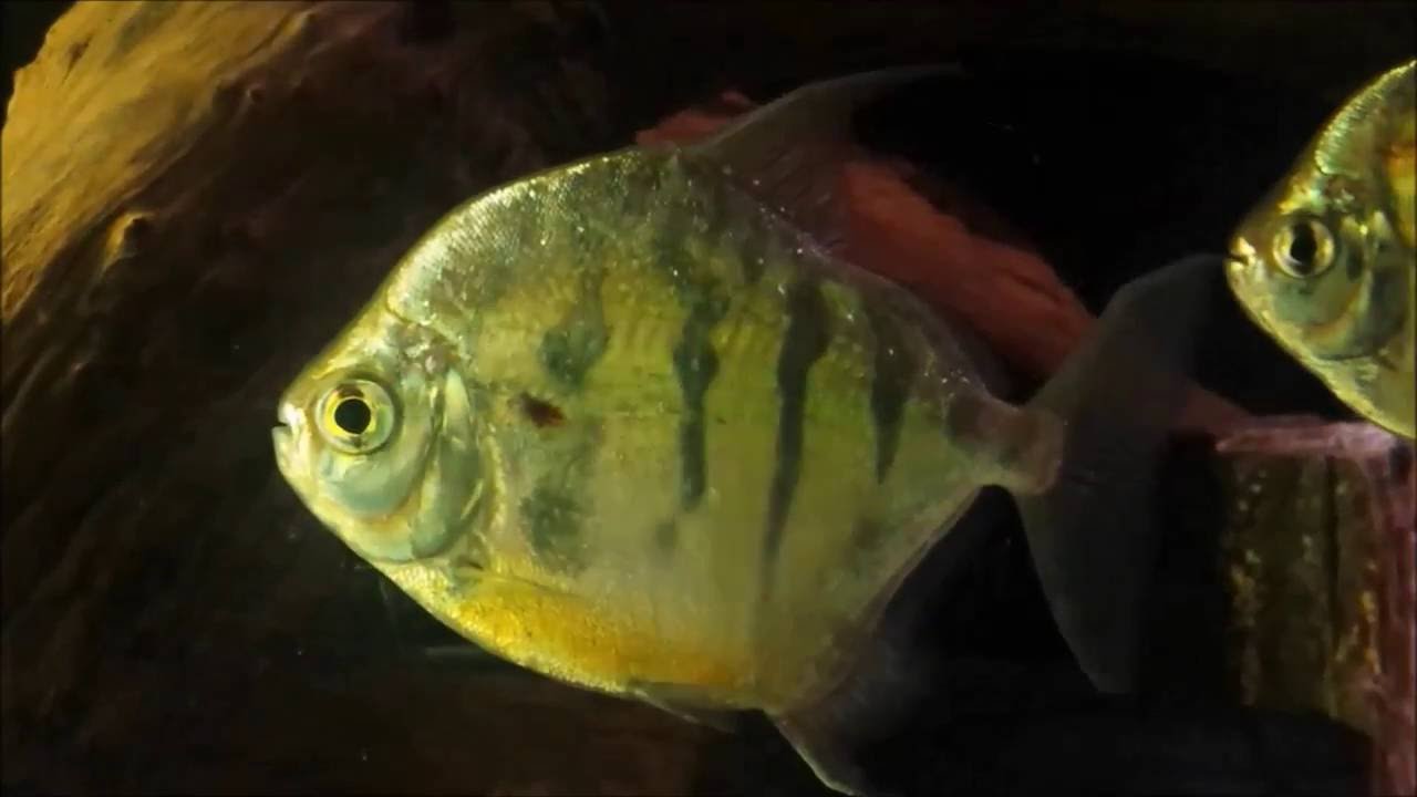 A rare look at the Geophagus & Striped Silver Dollar tank - YouTube