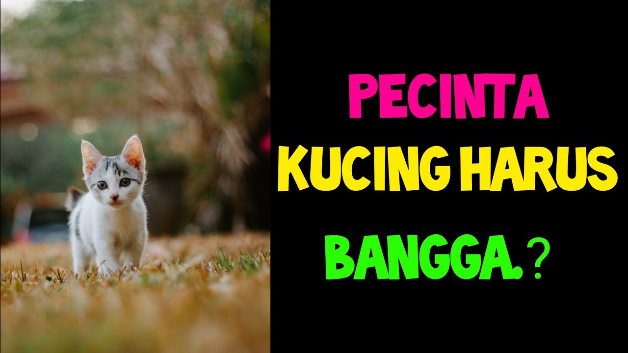 KUCING ADALAH HEWAN KESUKAAN RASULULLAH SAW || ini alasannya? - YouTube