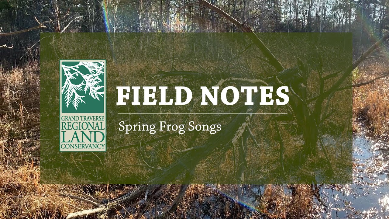 Spring Frog Songs - YouTube