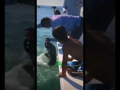 MAN VS SHARK 🦈 You won’t believe who won 😳 #Shorts - YouTube