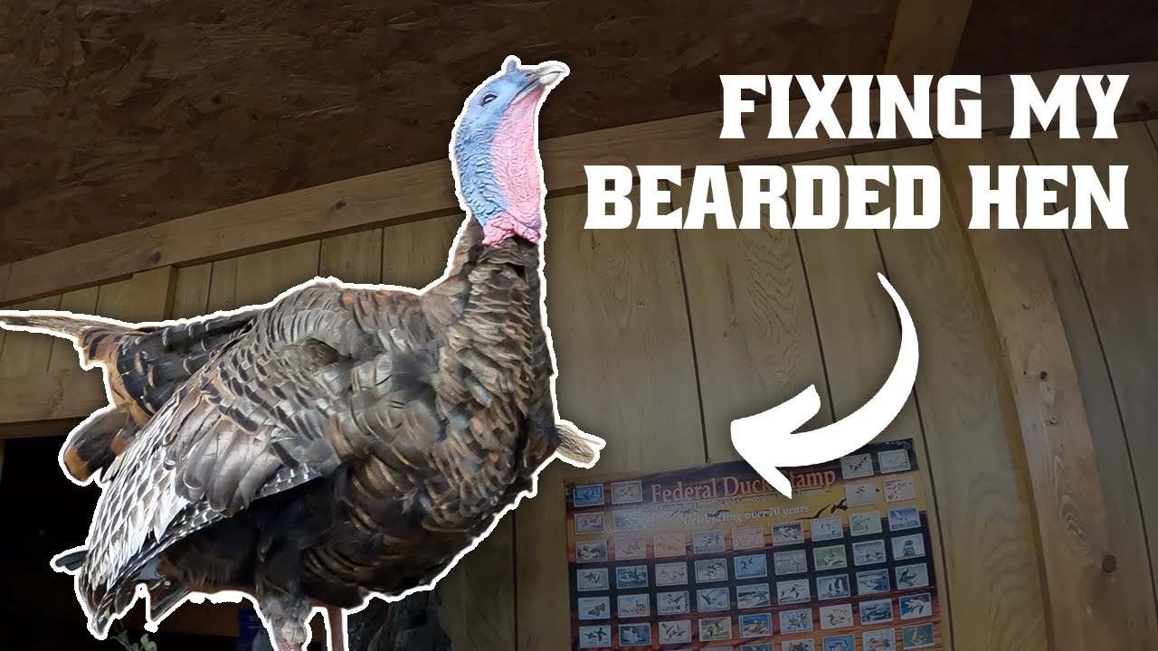 Bearded Hen | Taxidermy Fail | Turkey Mount - YouTube