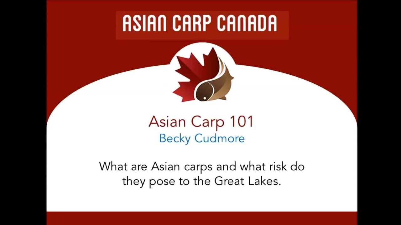 Asian Carp 101: Becky Cudmore - YouTube