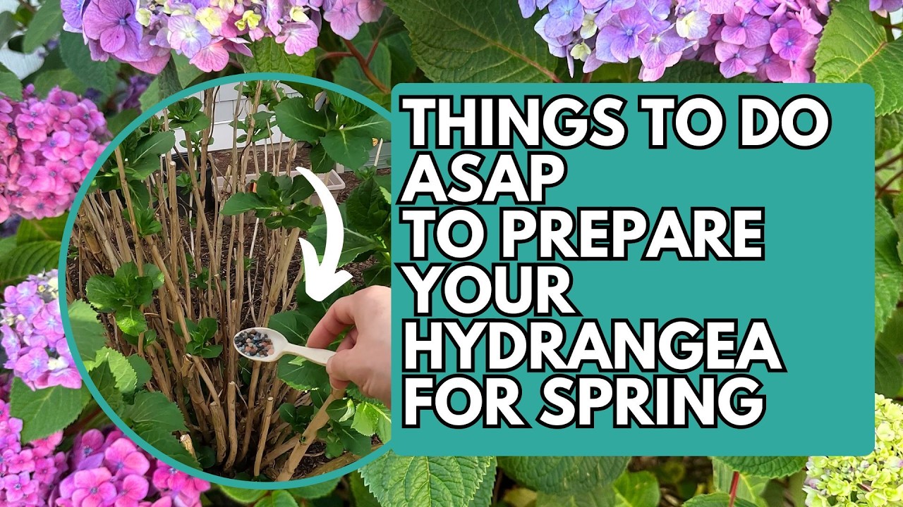 How to Prepare Your Hydrangea for Spring | Hydrangea | Hydrangea Care ...