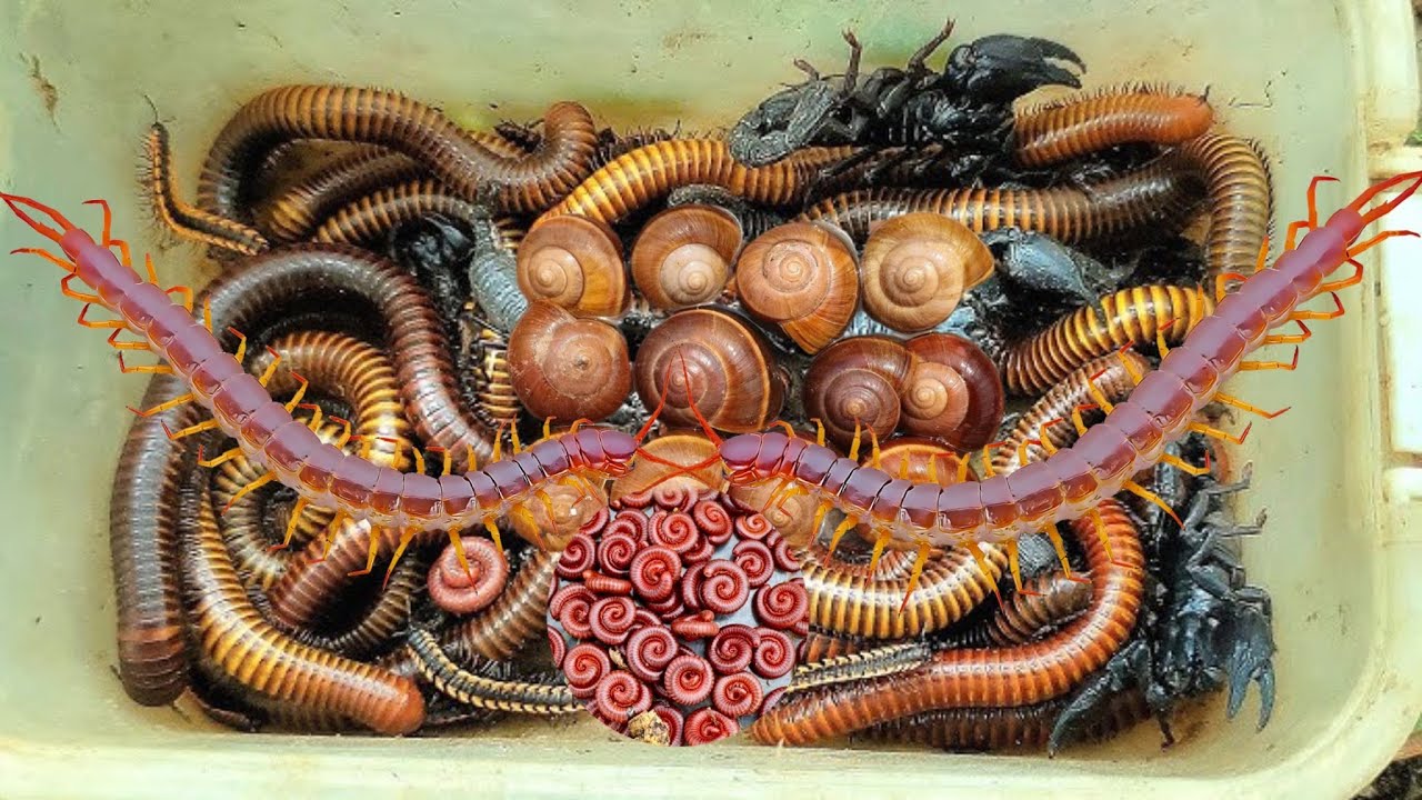 💥🇺🇸 Oh very scared Catching Centipede, Crabs & Millipedes in the Wild ...