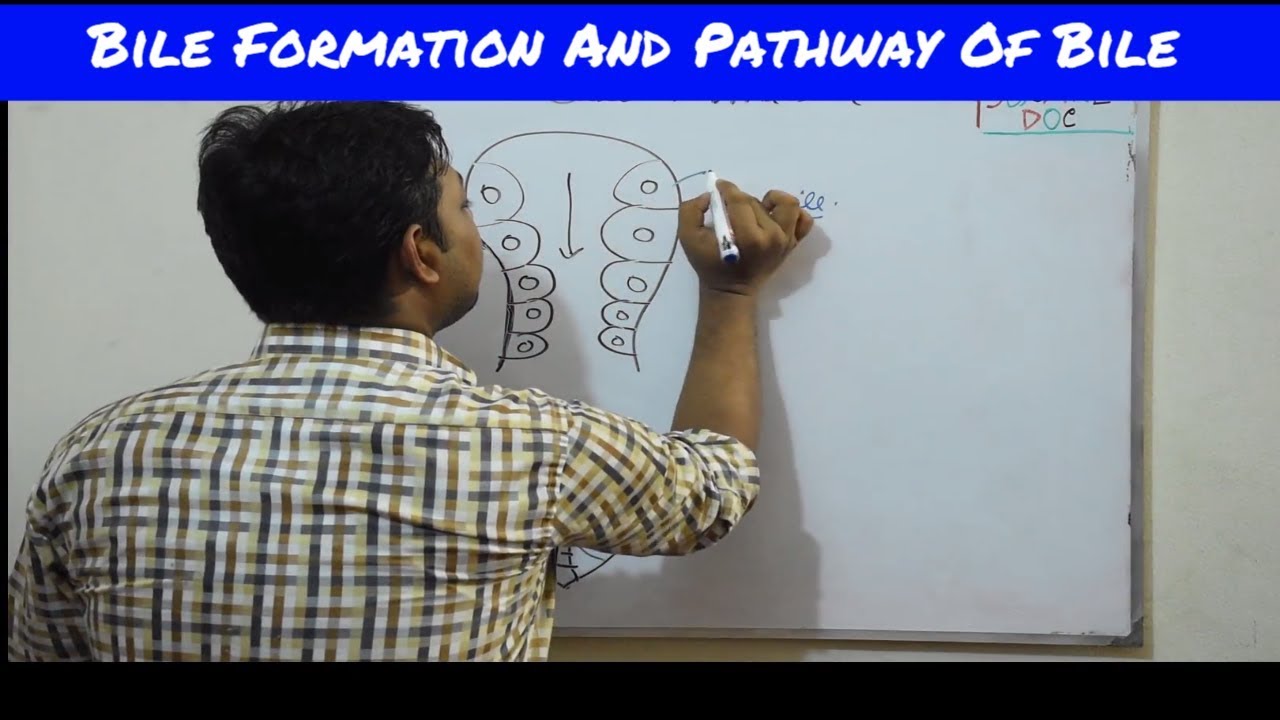 Bile Formation and Pathway Of Bile | Bangla | Square DOC - YouTube