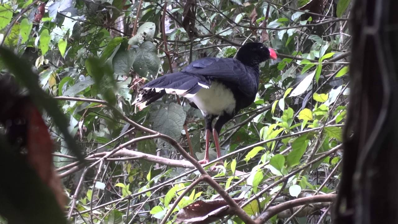 Salvin's Curassow (Mitu salvini) - Tiputini Biodiversity Station ...