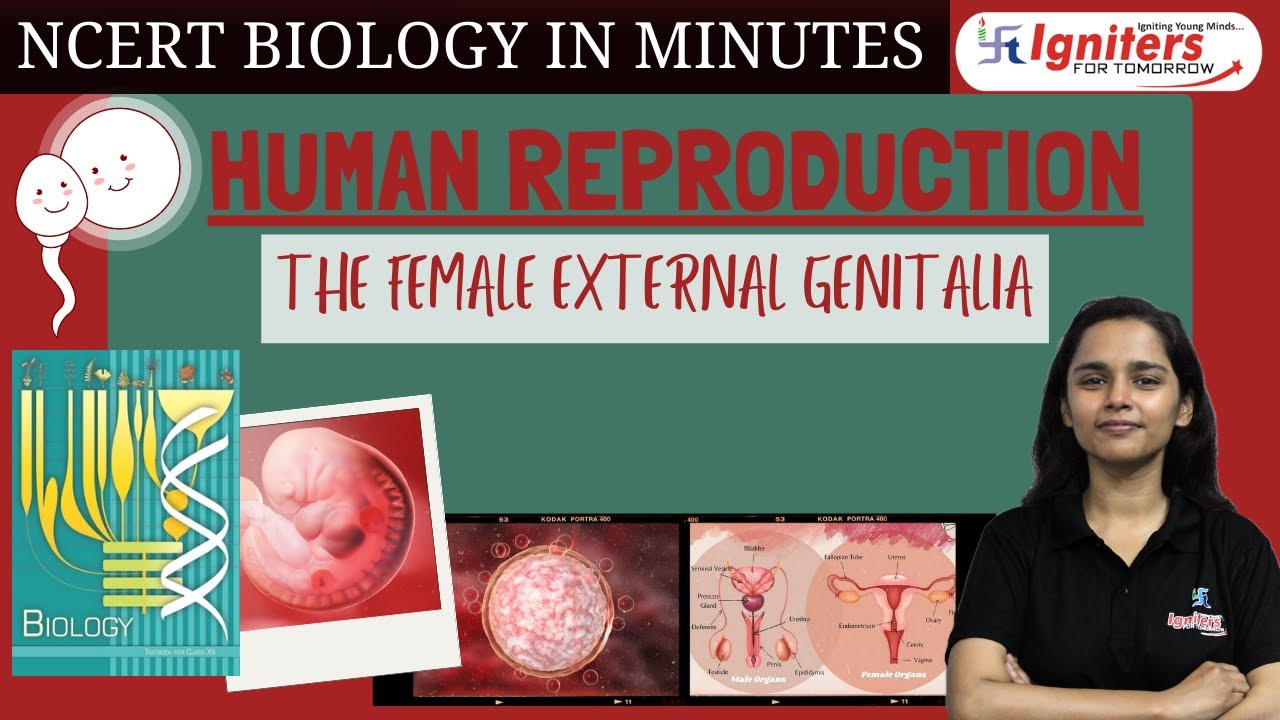 Female External Genitalia | Human Reproduction | NCERT Biology in ...