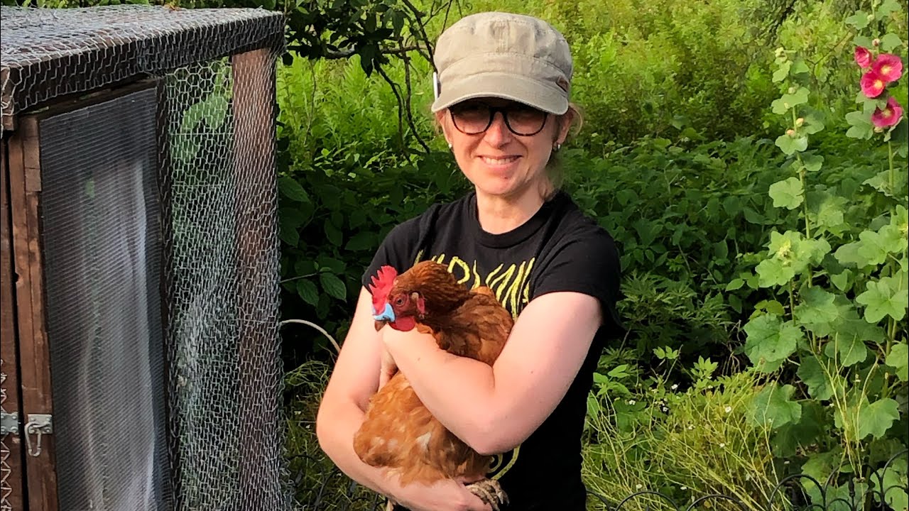 Chicken ear infections. - YouTube