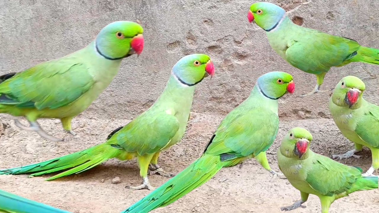 Parrot Jora Compilation So Jora Beautiful - YouTube