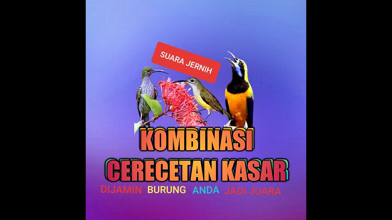 Masteran kombinasi pinjantu gunung,pinjantung pisang,cucak cungkok ...