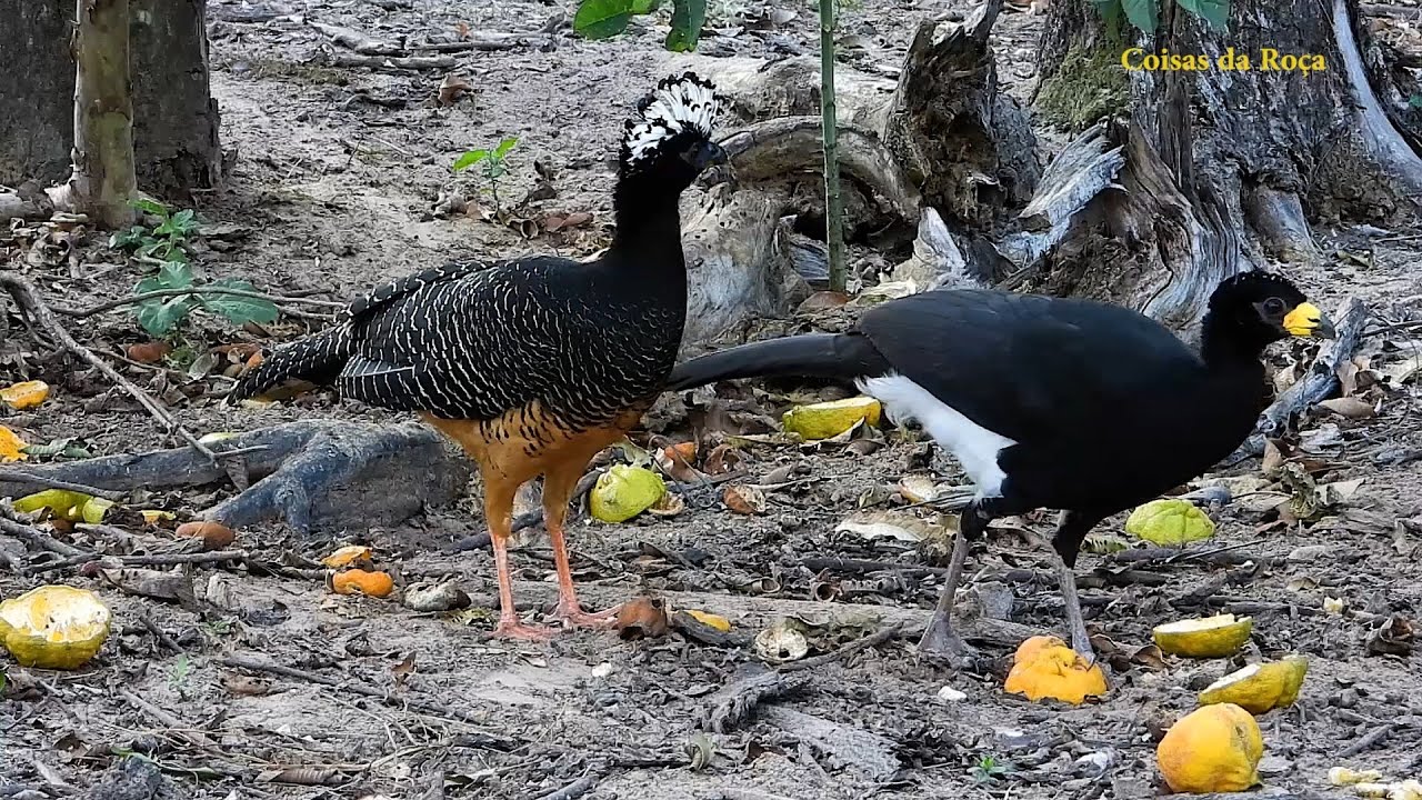 MUTUM-DE-PENACHO casal (CRAX FASCIOLATA), BARE-FACED CURASSOW, MUTUM ...