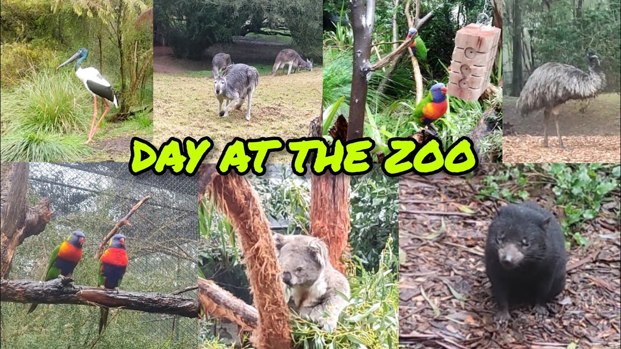 Day at the zoo #zoo #animals #birds #reptiles #kangaroo #koala # ...