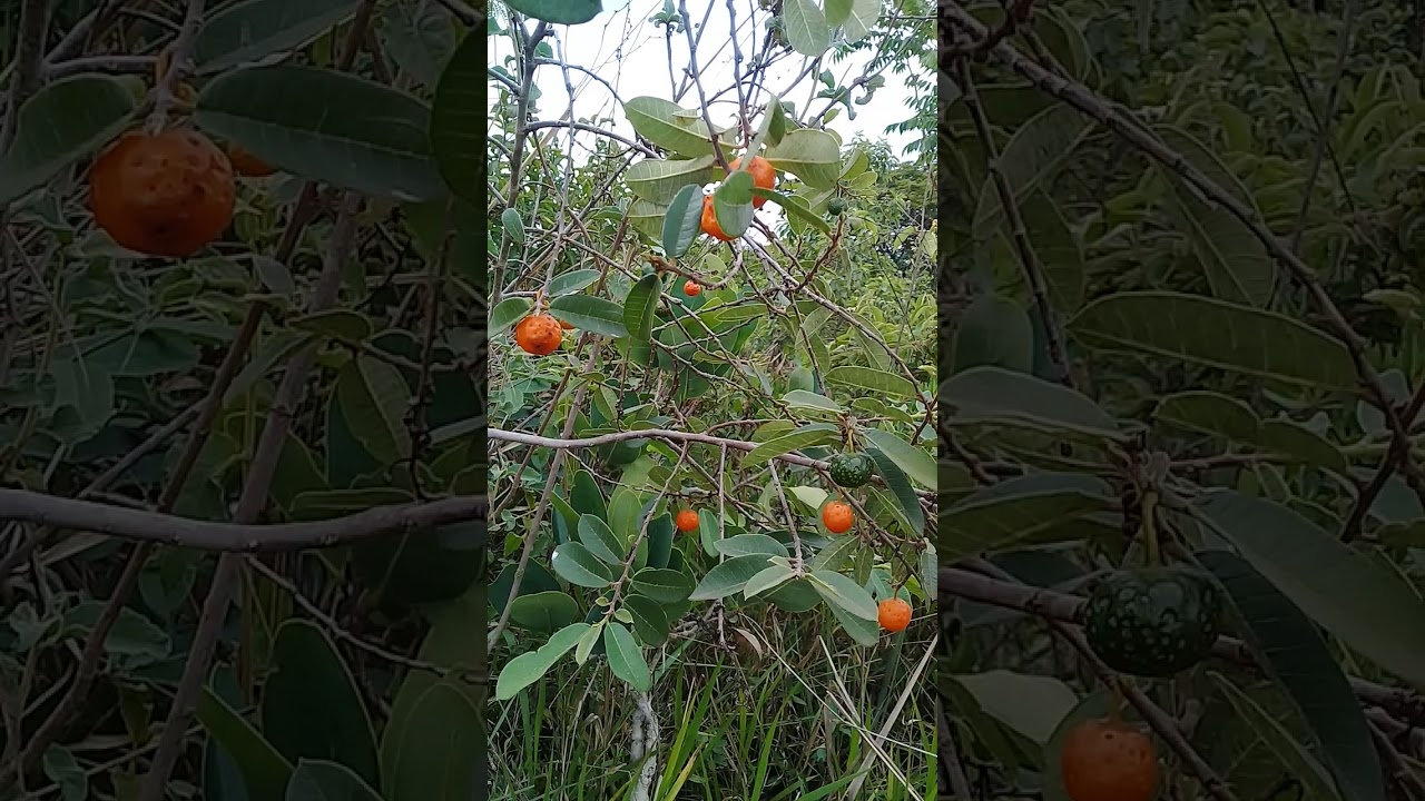 Frutos do cerrado: Mama-cadela ( Brosimun gaudichaudii) - YouTube