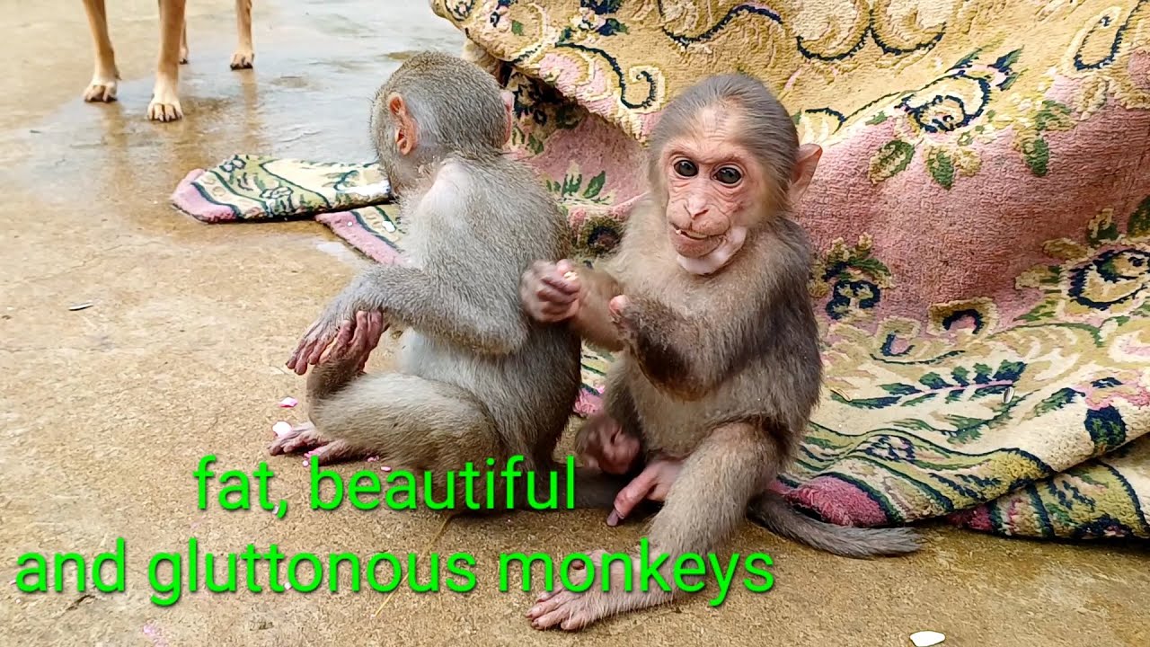 fat, beautiful and gluttonous monkeys"Monkey baby hihi" - YouTube