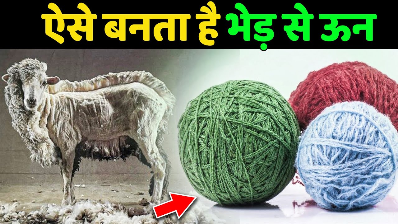 How Wool is made from Sheep | In Facts Official | Factory Process - YouTube