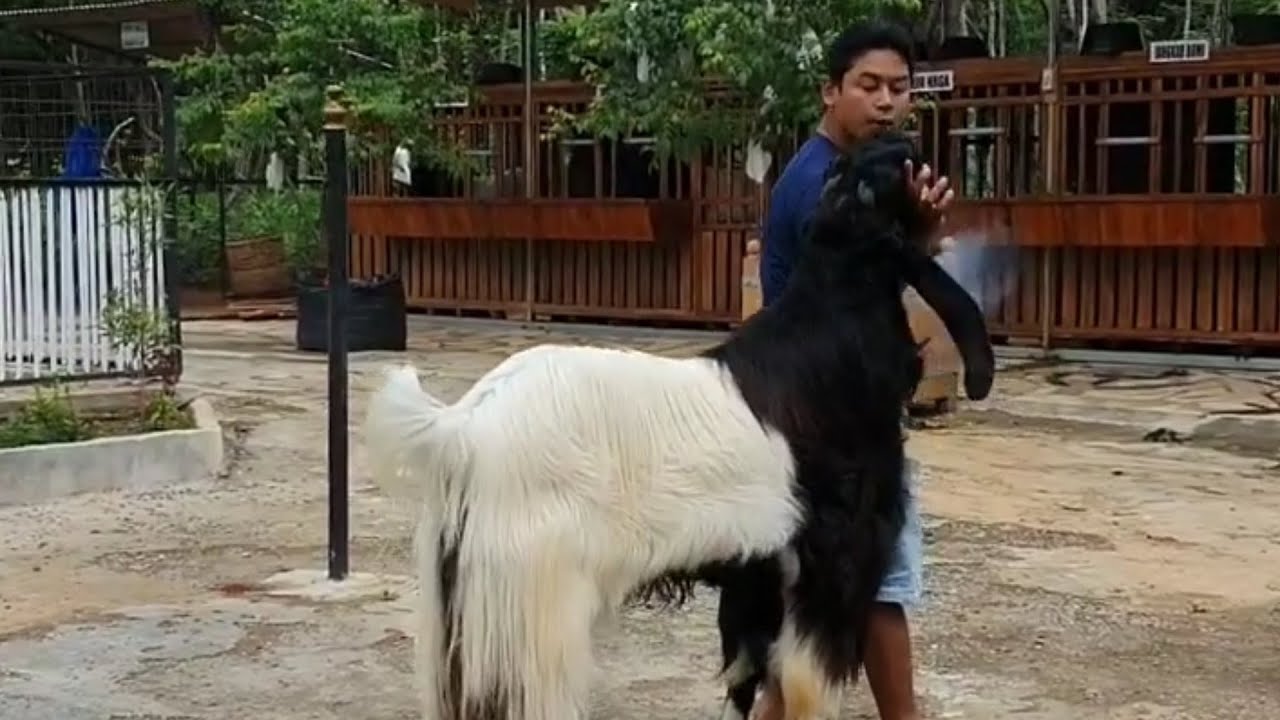 Playing With Etawa Goat at Republik Etawa Farm | Republic Etawa Farm ...