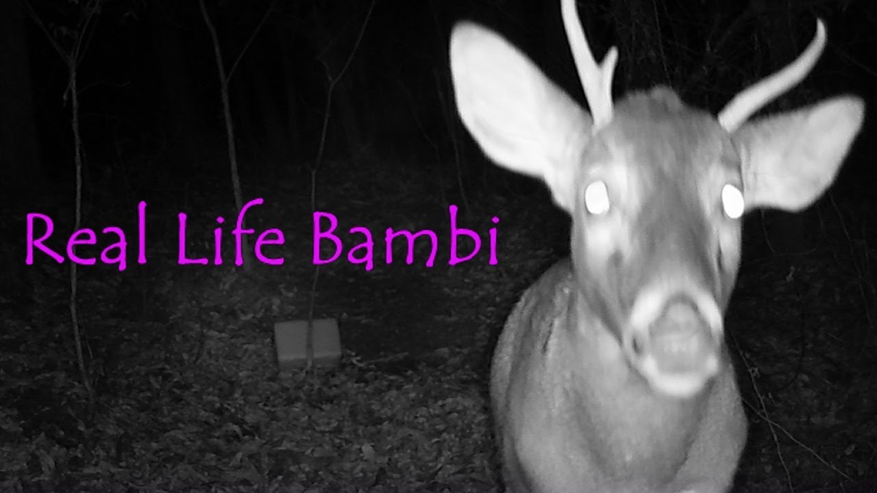 🦌 Real Life Bambi #640 🦌 - YouTube