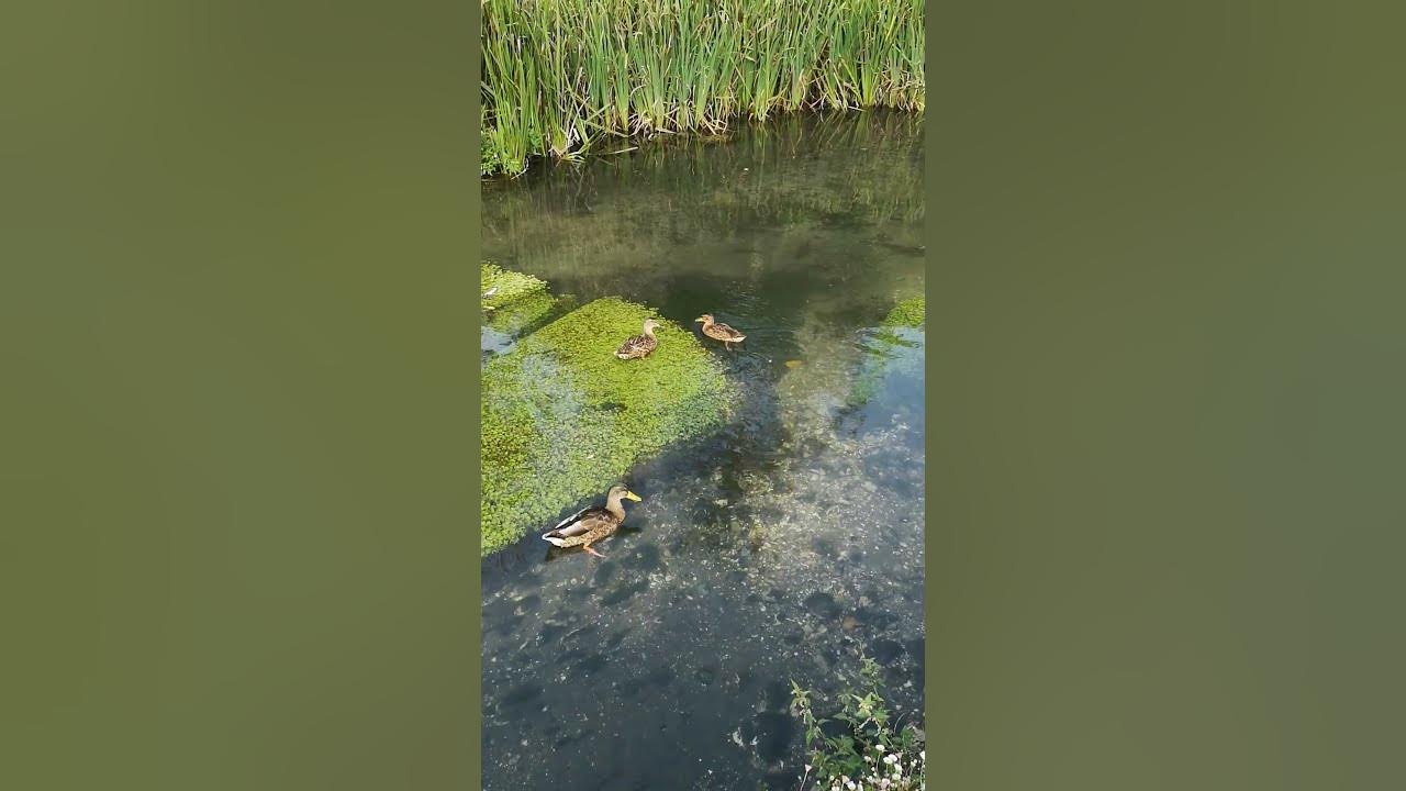Getting my Ducks in a Row #ducks - YouTube