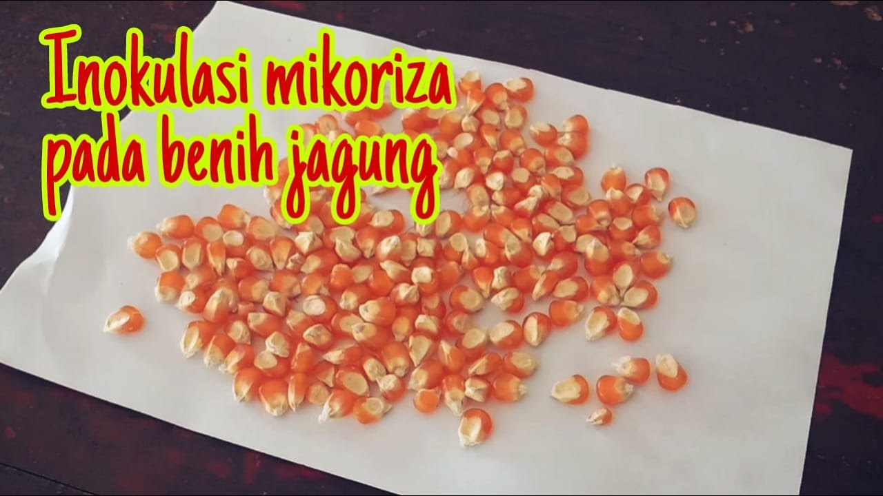 Inokulasi Mikoriza Pada Benih Jagung | Praktikum Mikrobiologi Pertanian ...