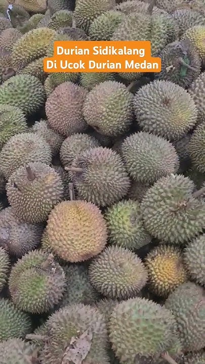 DURIAN SIDIKALANG DI UCOK DURIAN #duriansidikalang #abeng1983 #durian #duren #shorts #fyp - YouTube