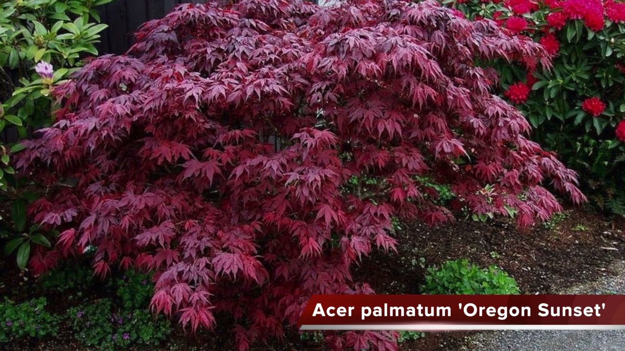 Acer Palmatum 'Oregon Sunset' Japanese Maple - YouTube