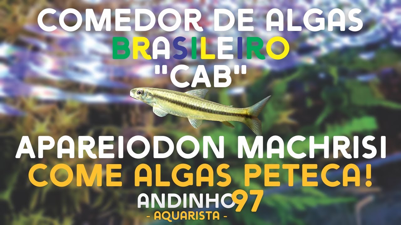 Peixe Comedor de algas Brasileiro "CAB", Apareiodon machrisi, Comedor ...