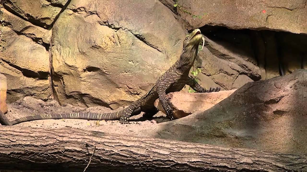 Varani papuánští v ostravské zoo - YouTube